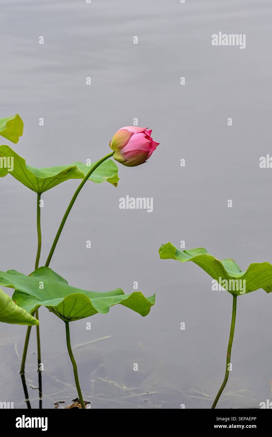 Lotus flowers begin to bloom at Quyuan Garden in Hangzhou, east China's ...