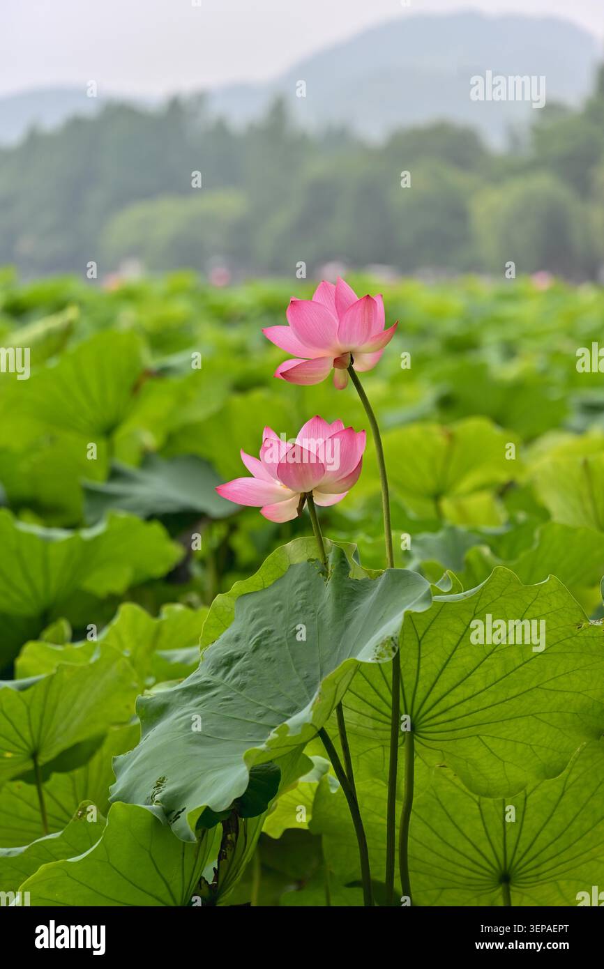 Lotus flowers begin to bloom at Quyuan Garden in Hangzhou, east China's ...