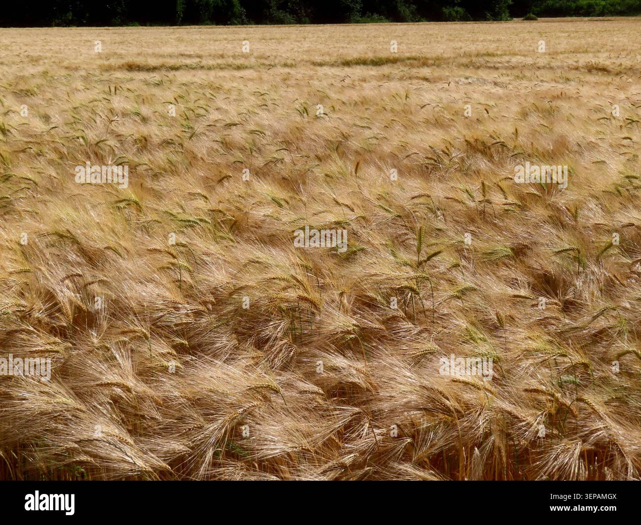Blick auf ein im Sommerwind wogendes reifendes Gerstenfeld Gerstenfeld ...