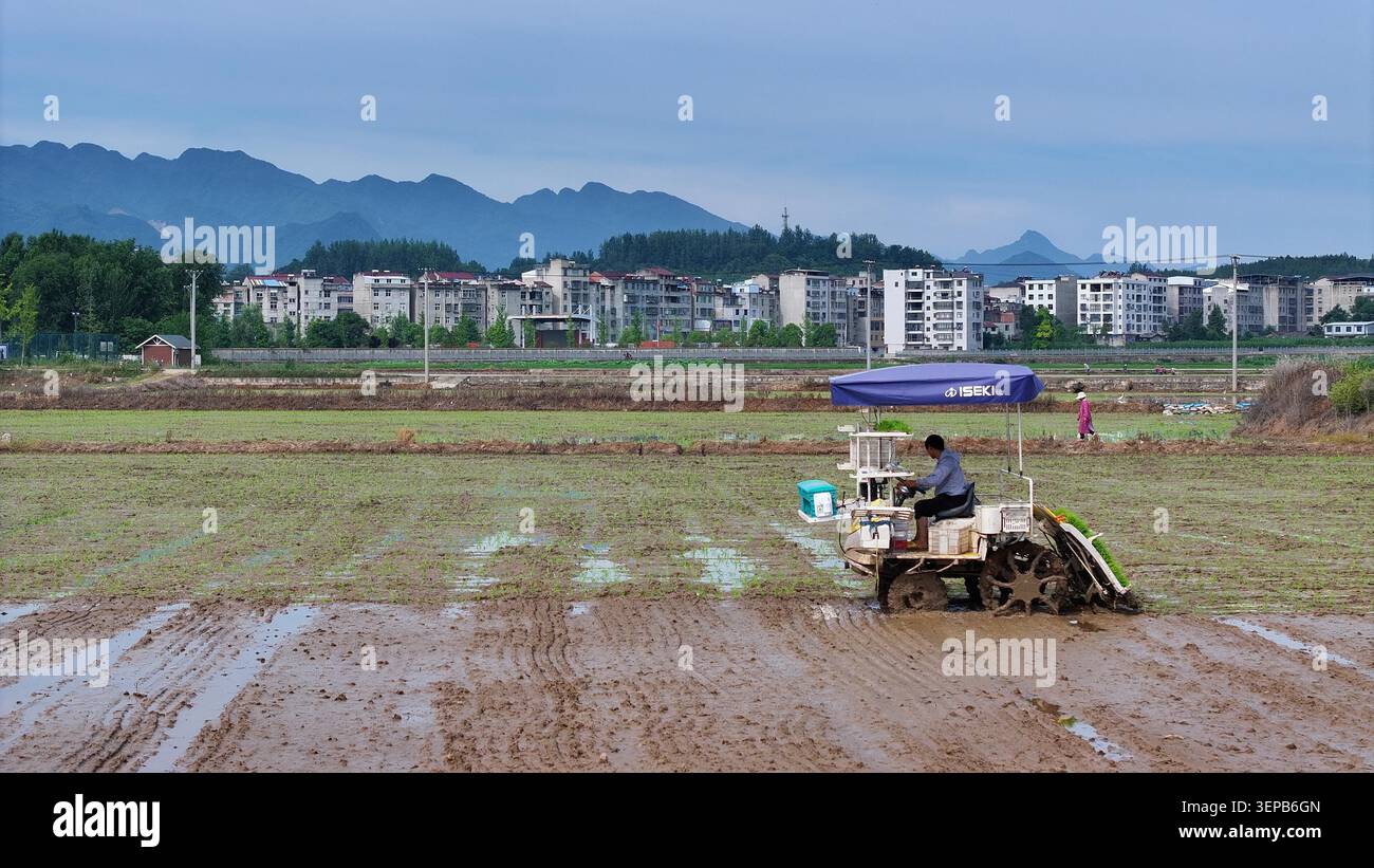 A major grain grower transplants rice seedlings in harvested wheat ...