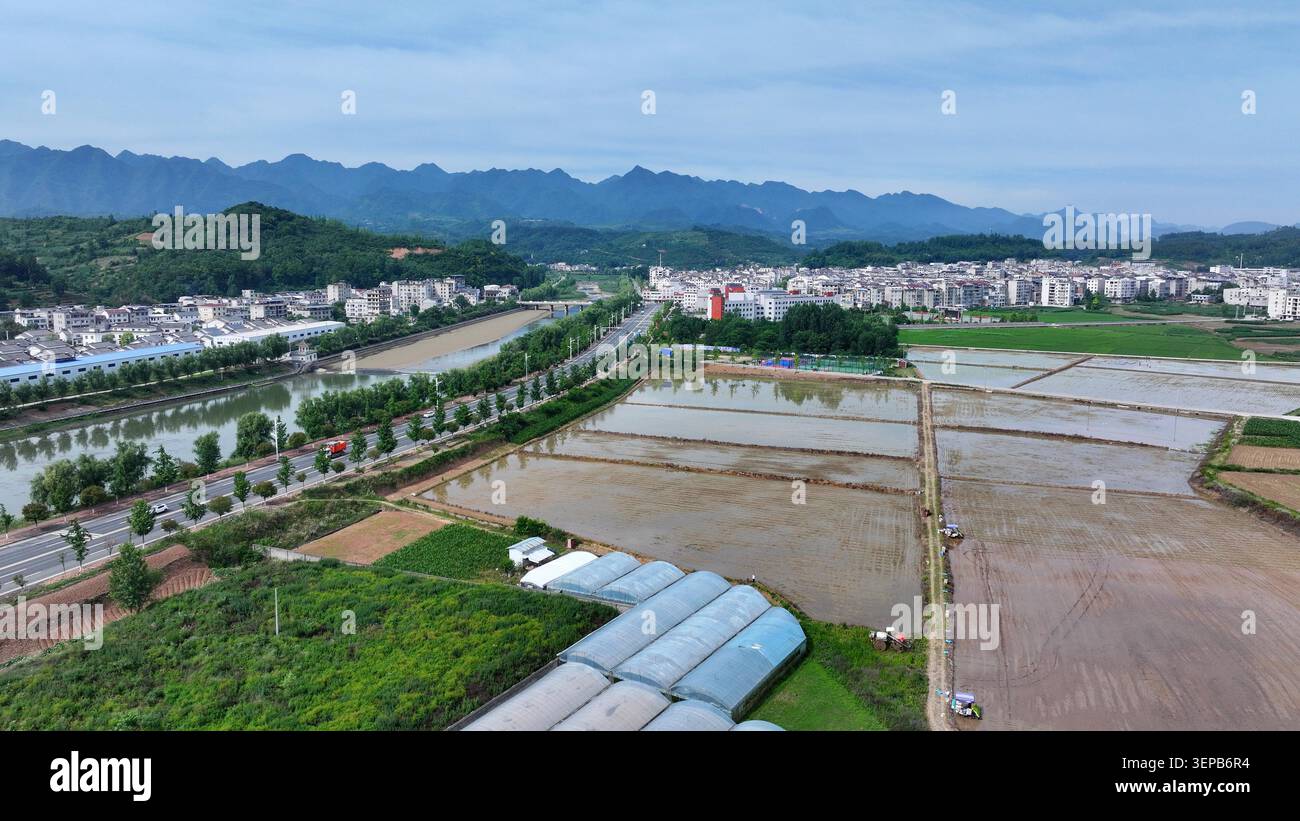 A major grain grower transplants rice seedlings in harvested wheat ...
