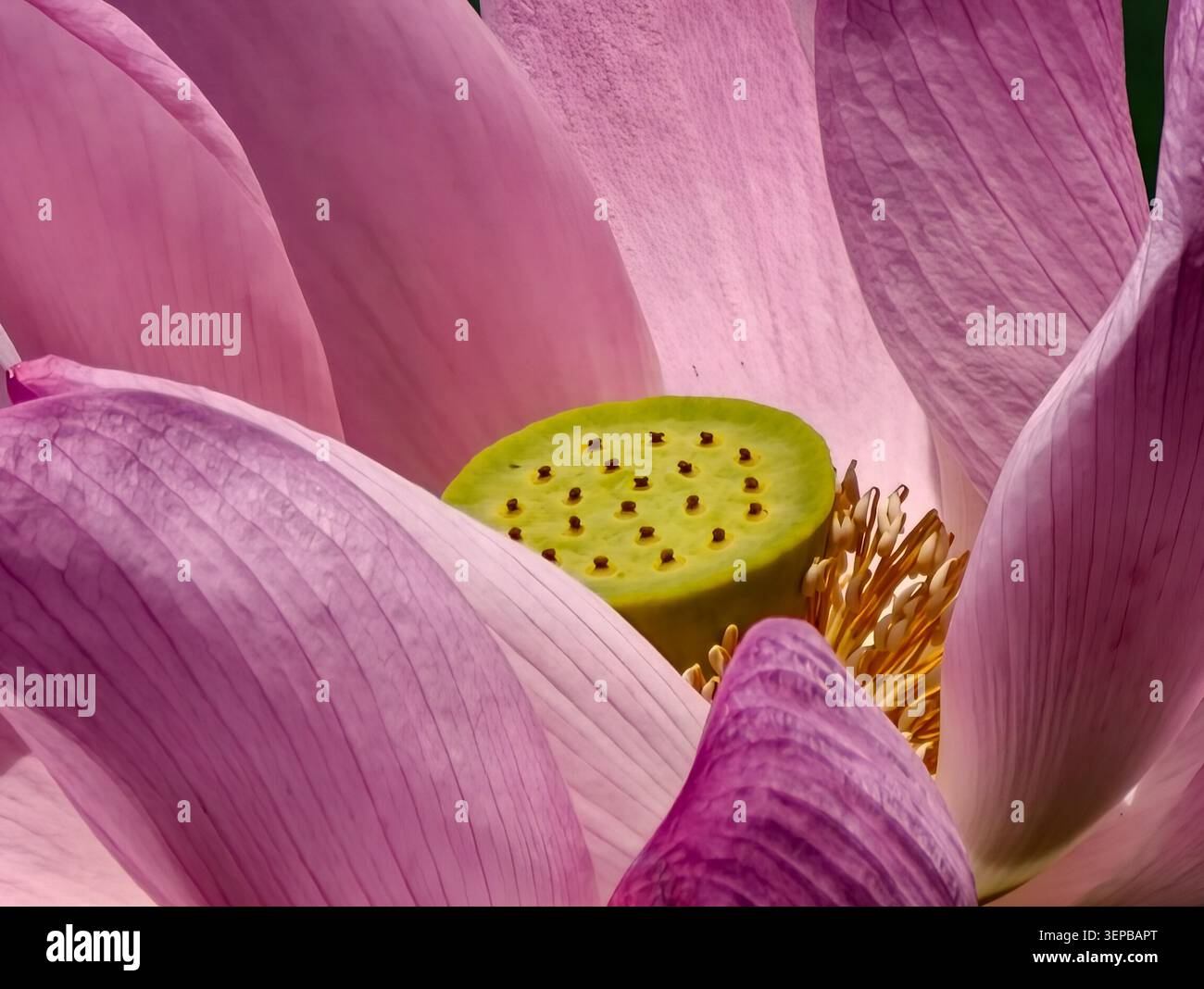Lotus flowers bloom at Guangxi University in Nanning, south China's ...