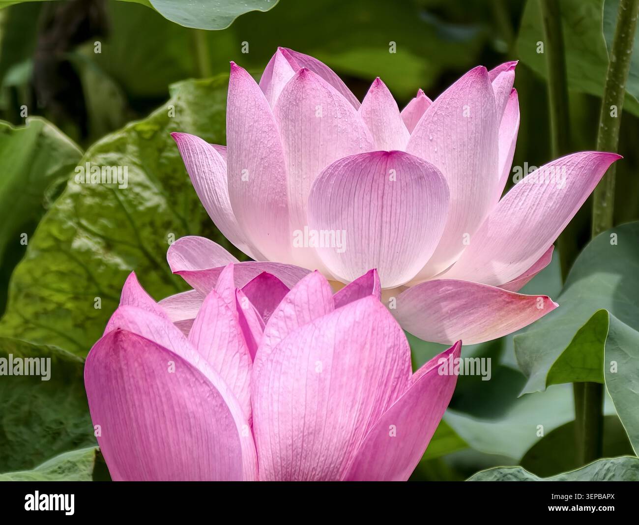 Lotus flowers bloom at Guangxi University in Nanning, south China's ...