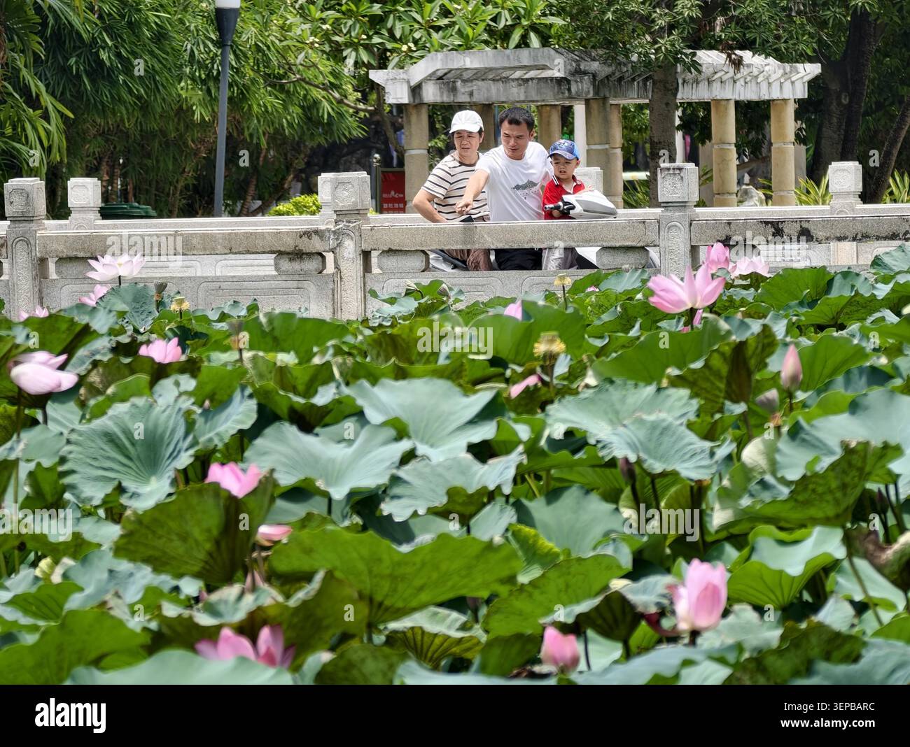 Lotus flowers bloom at Guangxi University in Nanning, south China's ...