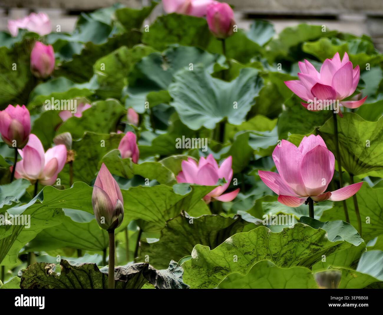 Lotus flowers bloom at Guangxi University in Nanning, south China's ...