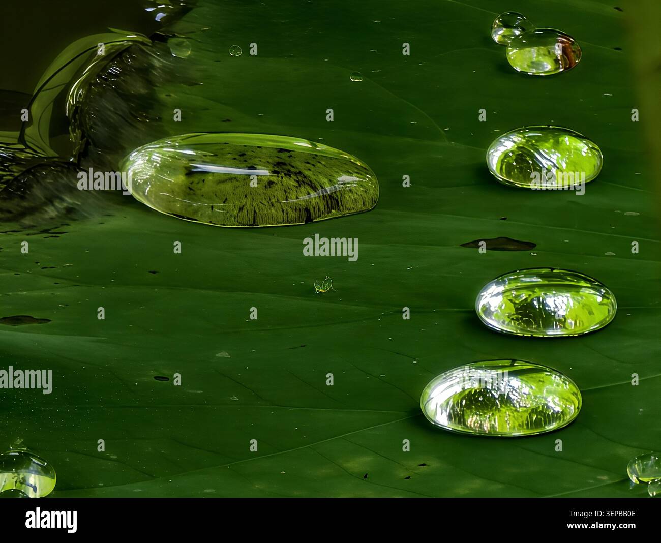 Lotus flowers bloom at Guangxi University in Nanning, south China's ...