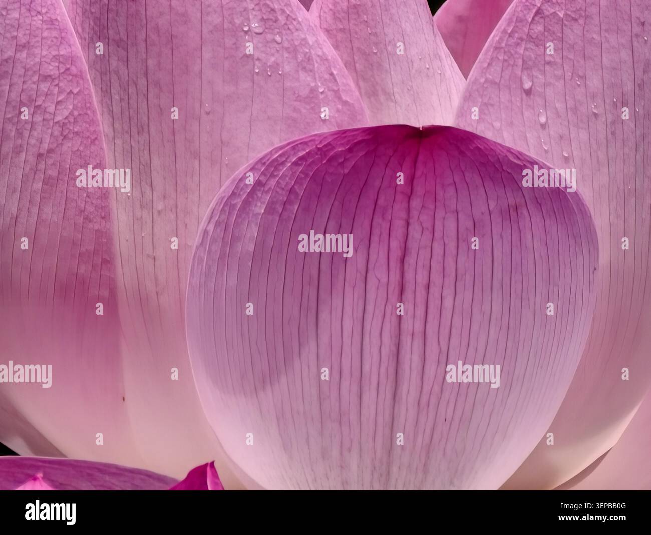Lotus flowers bloom at Guangxi University in Nanning, south China's ...