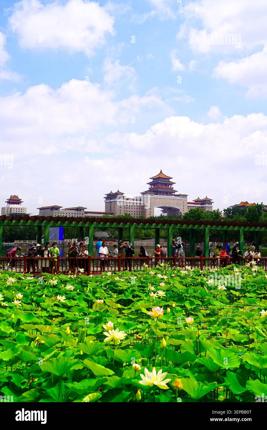 Lotus flowers bloom at Lotus Pond Park in Beijing, with the Beijing ...