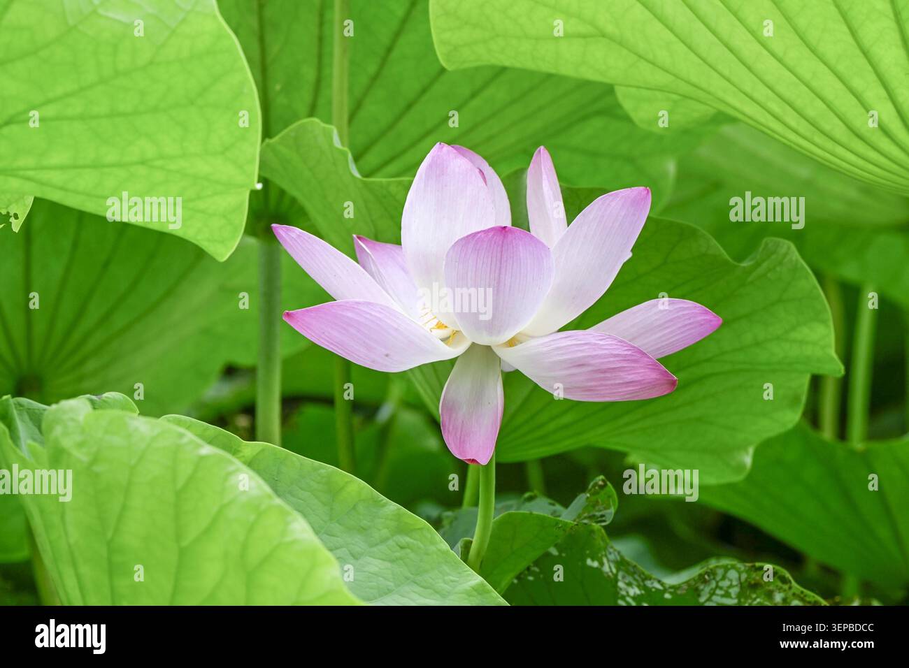 Visitors admire blooming lotuses at Taochong Lake Park in Hefei, east ...