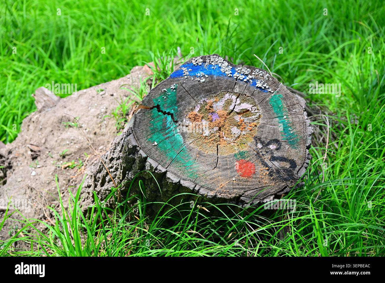 Vibrant cartoon paintings adorn withered tree trunks at Lotus Pond Park ...