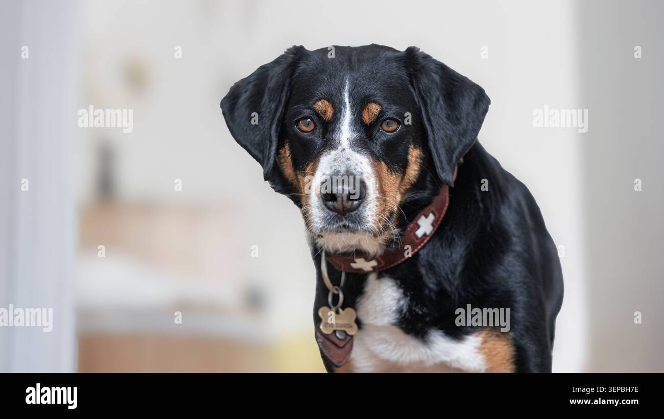 13 June 2026, Hamburg: An Appenzeller Mountain Dog looks at the viewer ...