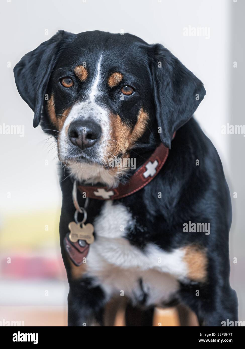 13 June 2026, Hamburg: An Appenzeller Mountain Dog looks at the viewer ...
