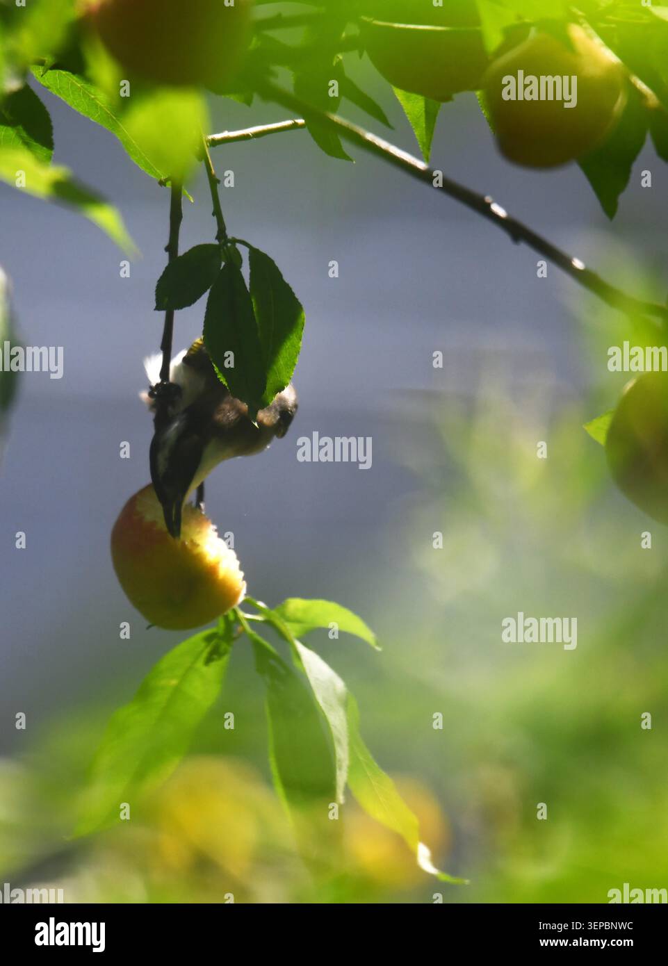 A bird forages in a courtyard at Jiuduntang in Lu'an City, east China's ...