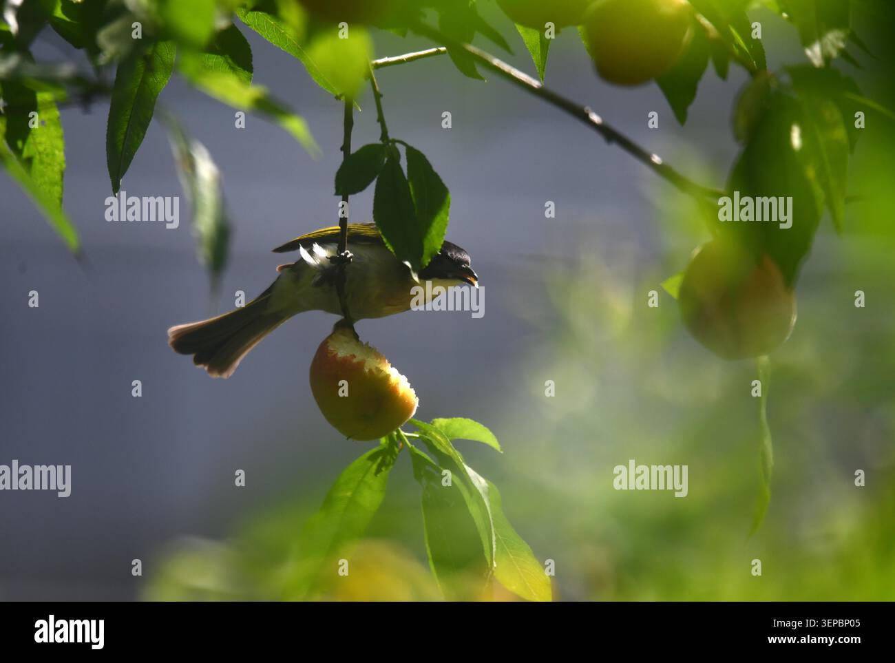 A bird forages in a courtyard at Jiuduntang in Lu'an City, east China's ...