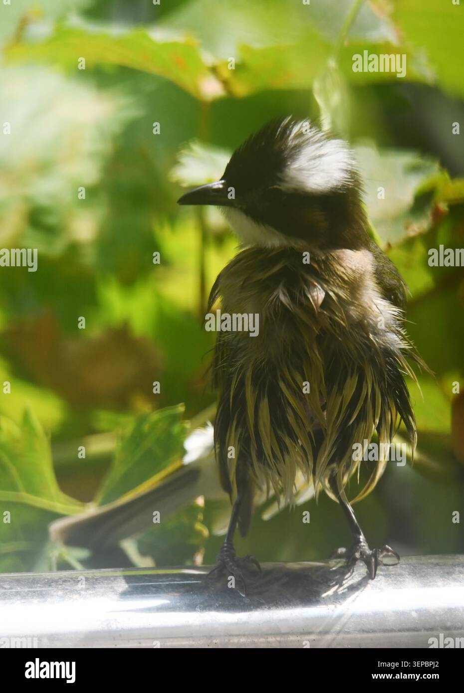 A bird forages in a courtyard at Jiuduntang in Lu'an City, east China's ...