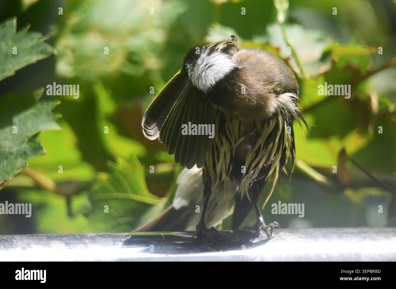A bird forages in a courtyard at Jiuduntang in Lu'an City, east China's ...