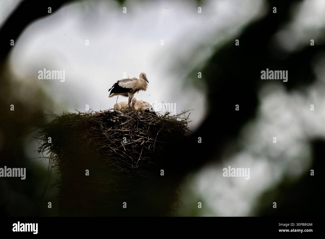 14 June 2026, Bavaria, Kaltenbrunn: Three young storks are sitting in a ...