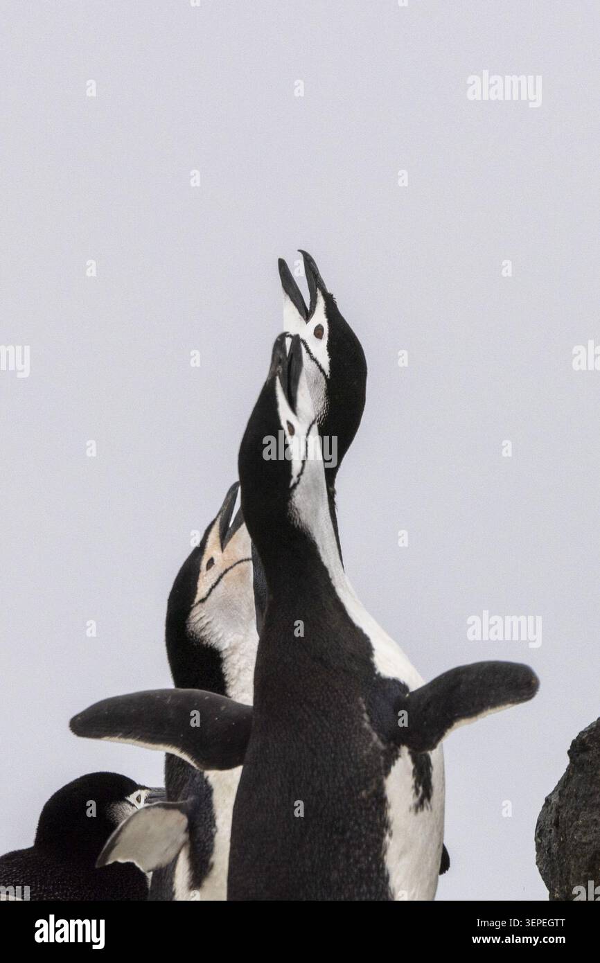 The Netherlands, 2023-12-23 16:48:40 Antarctica - 23/12/2023 ...