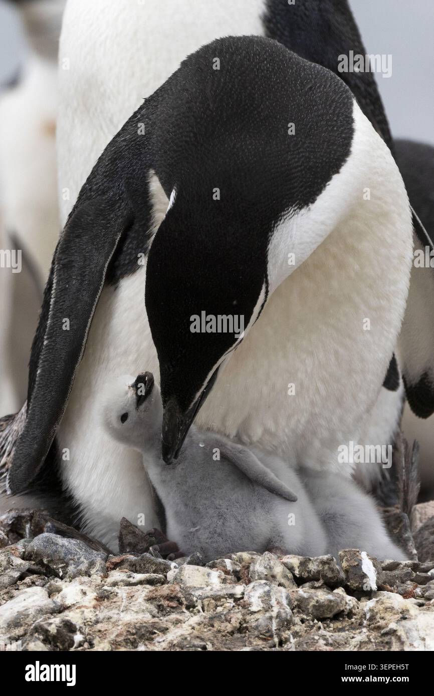 The Netherlands, 2023-12-23 17:15:27 Antarctica - 23/12/2023 ...