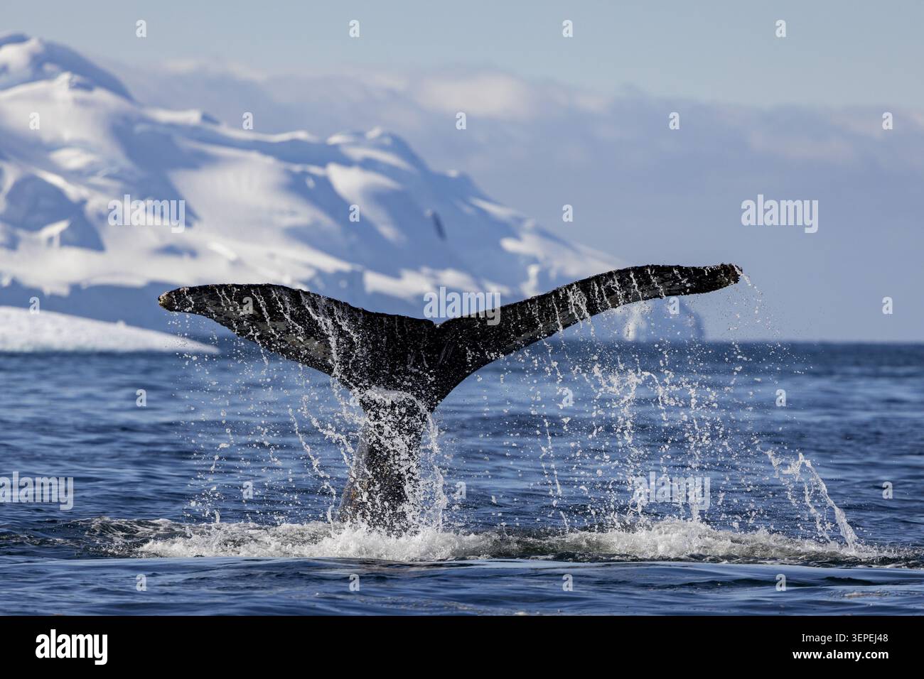 The Netherlands, 2023-12-24 16:14:24 Antarctica - 24/12/2023 - A ...