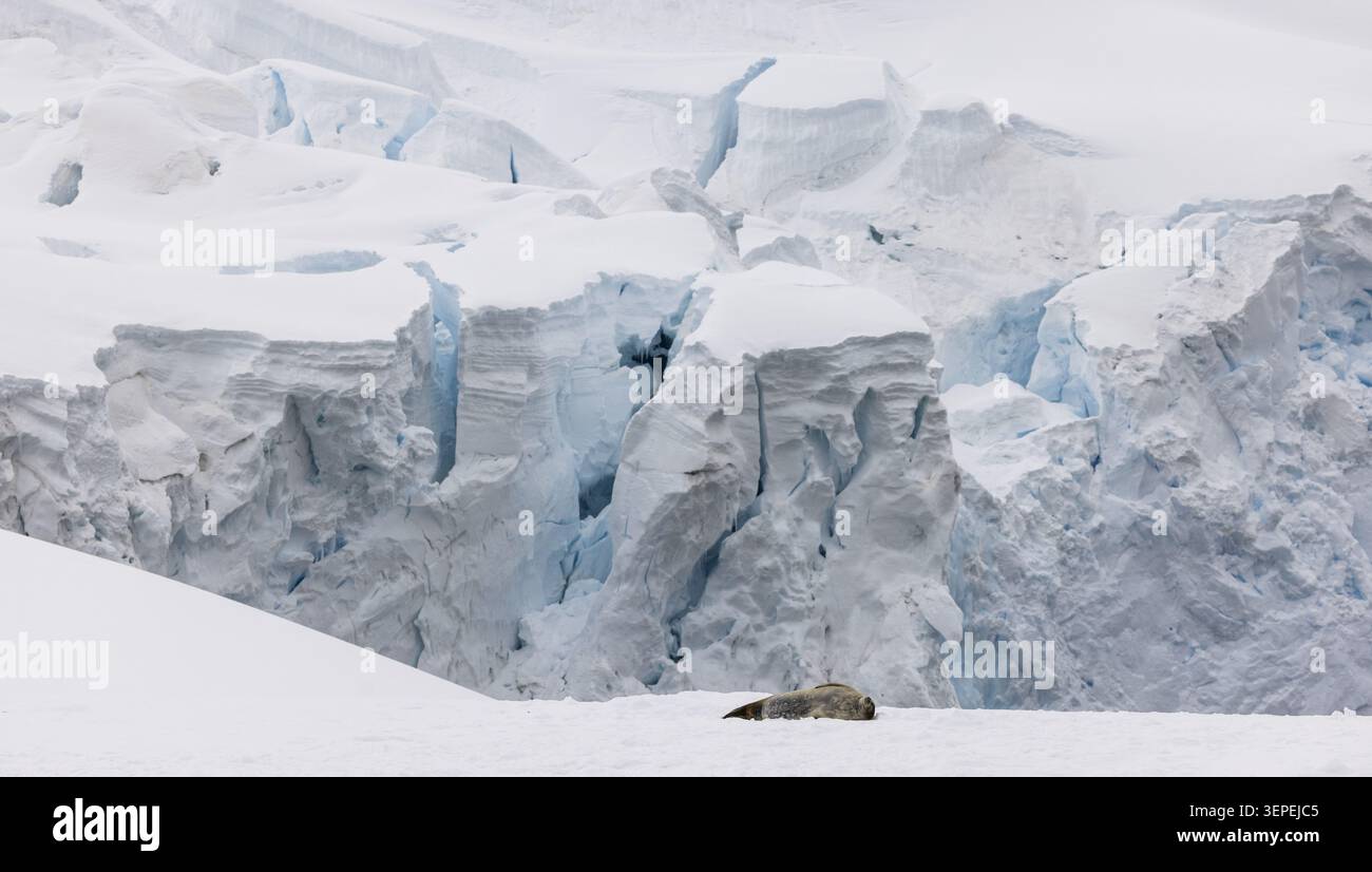 The Netherlands, 2023-12-25 09:17:32 Antarctica - 25/12/2023 - A seal ...