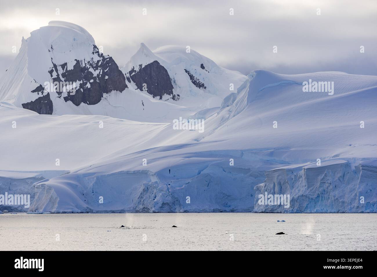 The Netherlands, 2023-12-24 19:43:36 Antarctica - 24/12/2023 - Humpback ...