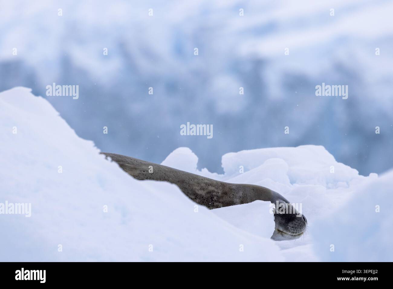 The Netherlands, 2023-12-25 10:26:37 Antarctica - 25/12/2023 - A seal ...