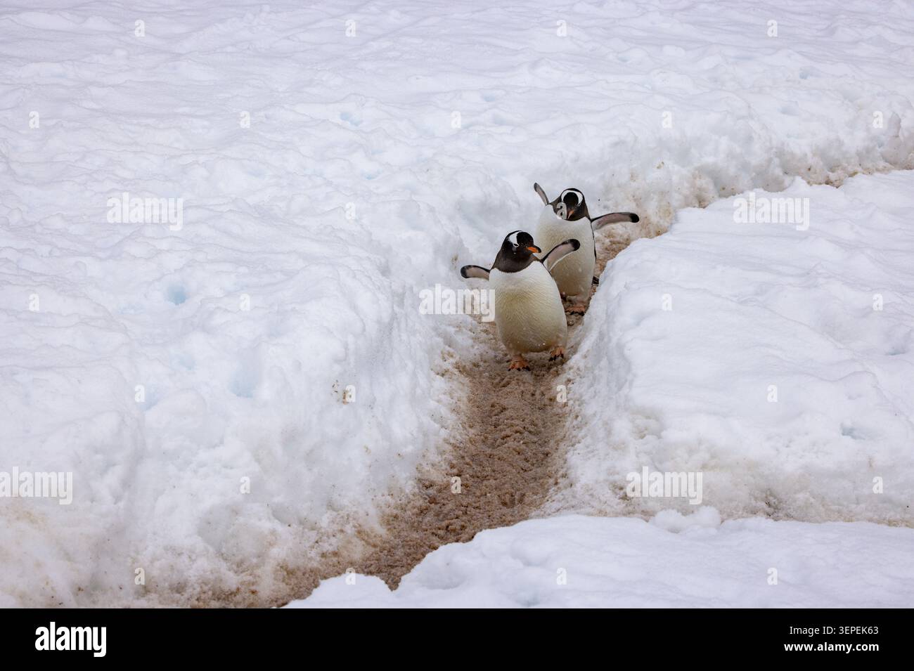 The Netherlands, 2023-12-25 15:20:12 Antarctica - 25/12/2023 - Gentoo ...