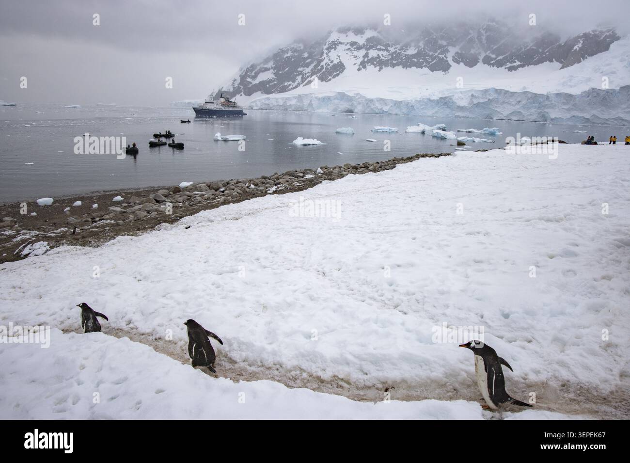 The Netherlands, 2023-12-25 15:13:19 Antarctica - 25/12/2023 - Gentoo ...