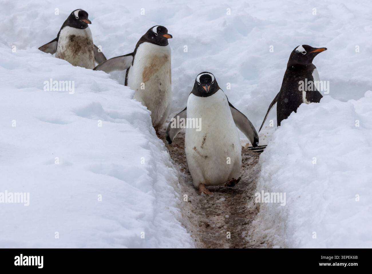 The Netherlands, 2023-12-25 15:19:19 Antarctica - 25/12/2023 - Gentoo ...