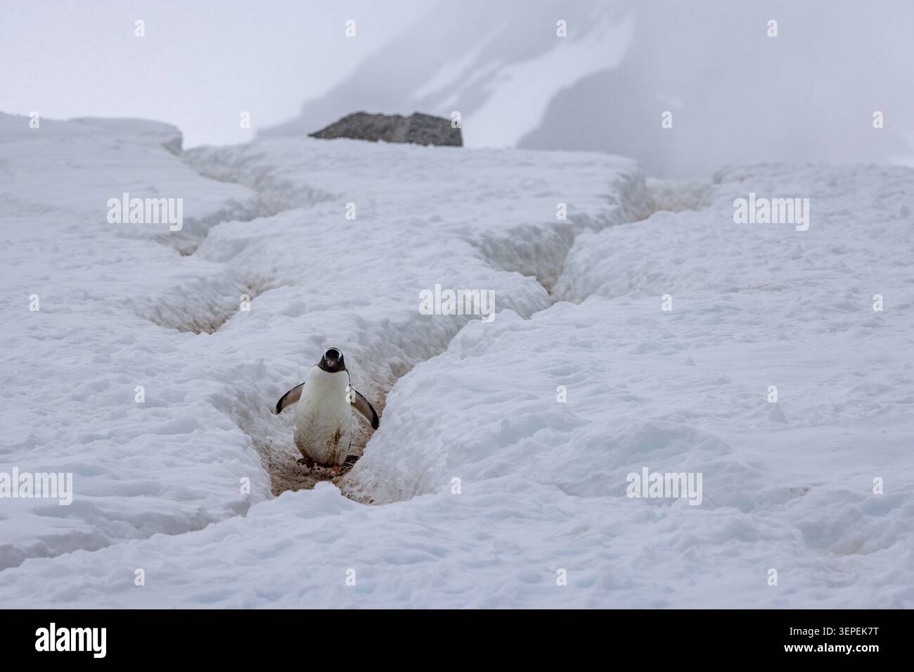 The Netherlands, 2023-12-25 15:14:52 Antarctica - 25/12/2023 - A Gentoo ...