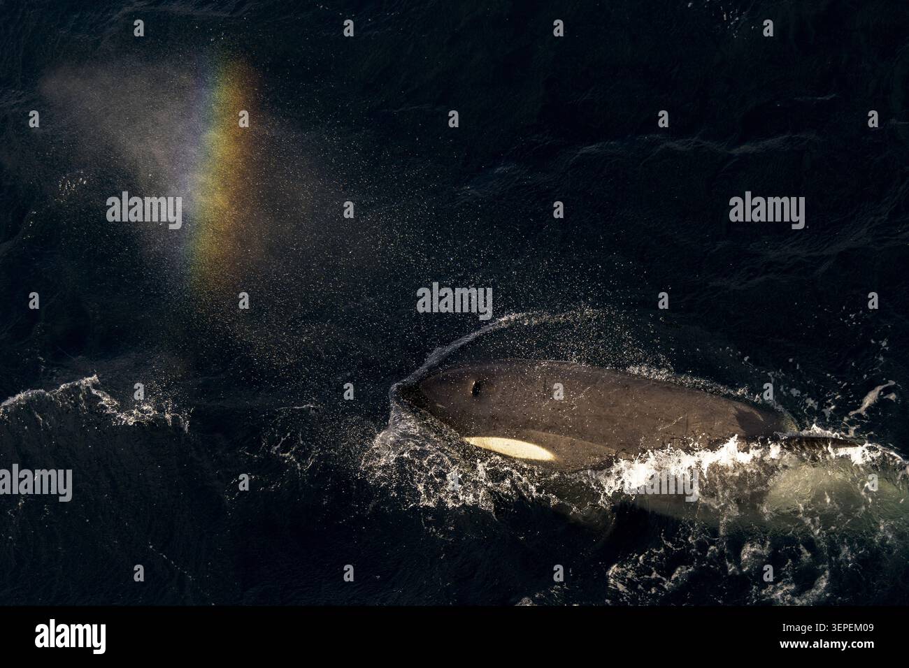 The Netherlands, 2023-12-25 19:24:31 Antarctica - 25/12/2023 - A ...