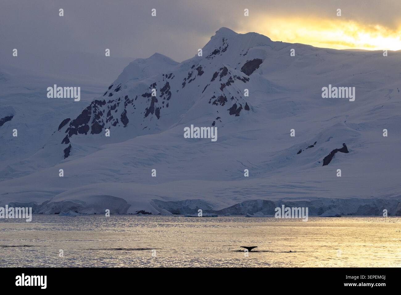 The Netherlands, 2023-12-26 22:22:23 Antarctica - 26/12/2023 - Humpback ...