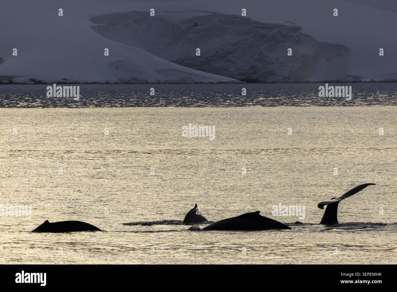 The Netherlands, 2023-12-26 22:23:00 Antarctica - 26/12/2023 - Humpback ...