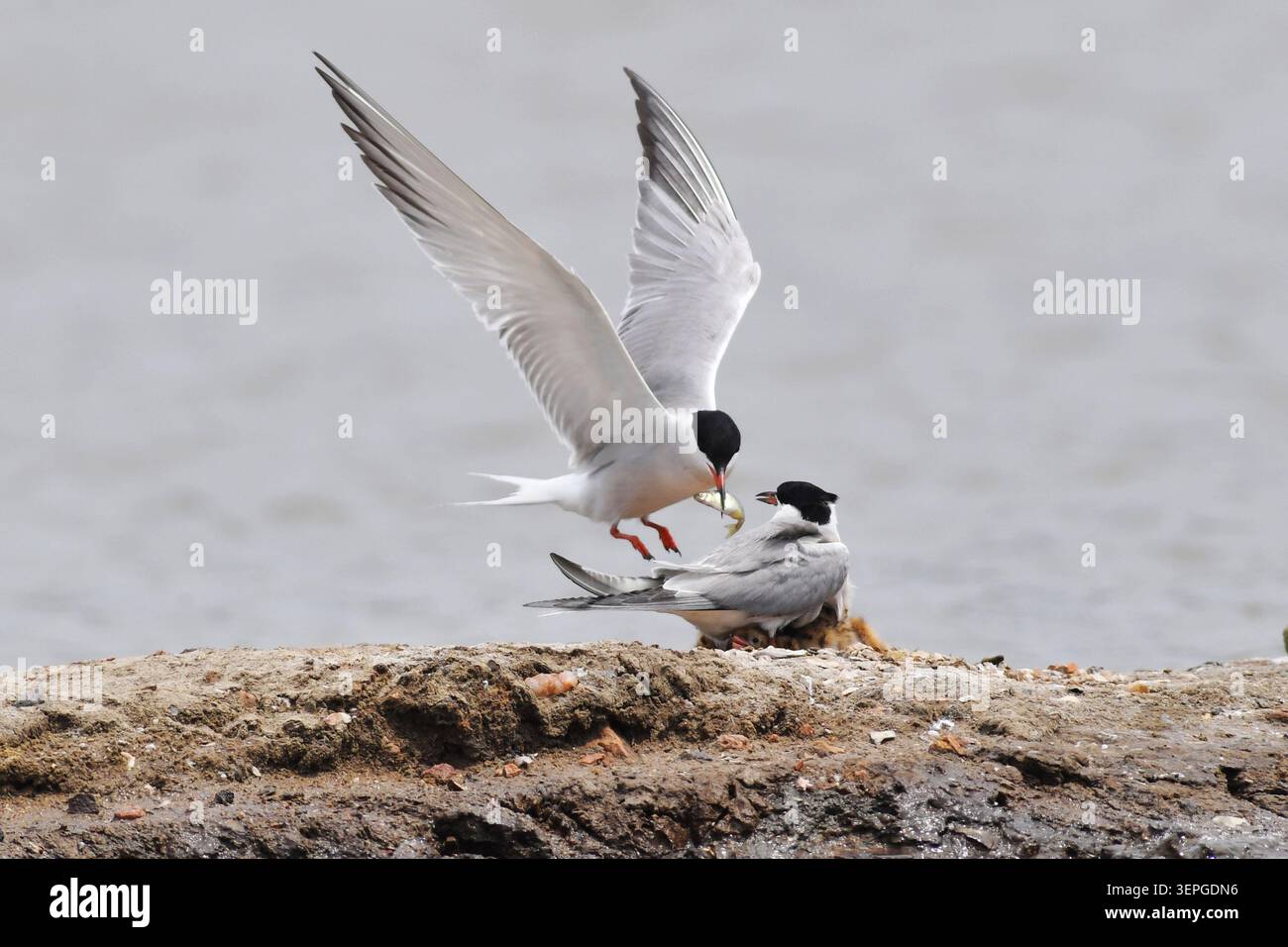 QINGDAO, CHINA - JUNE 14, 2026 - Terns feed their chicks with small ...