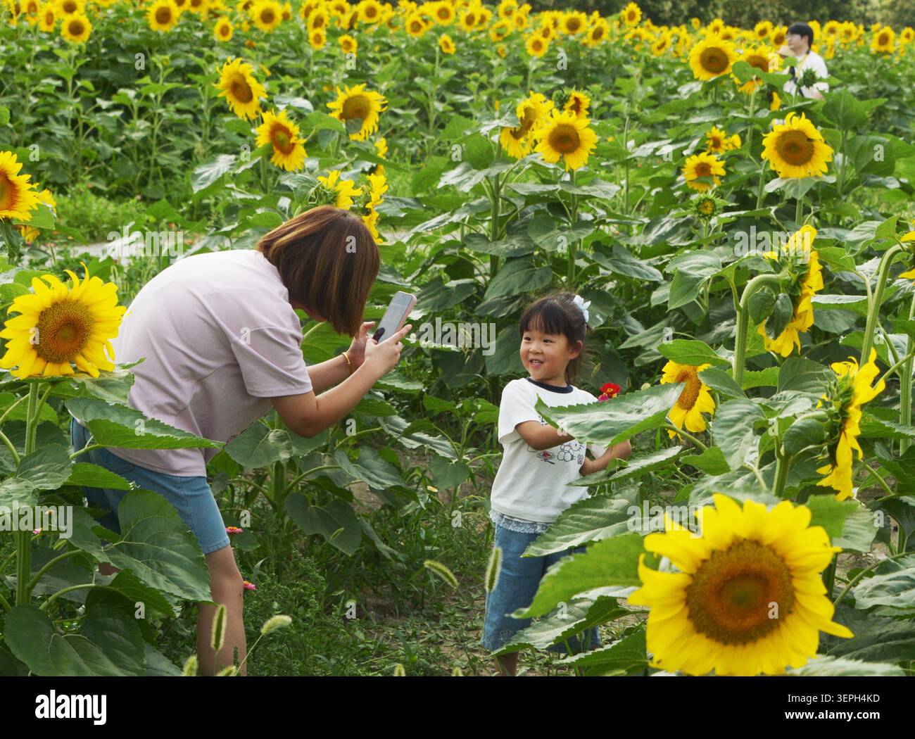 Visitors tour sunflower fields covering 20,000 square meters in ...