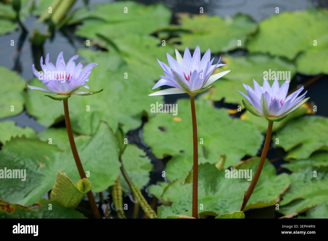 Over 700 varieties of lotus flowers bloom at the 2026 Shenzhen Lotus ...