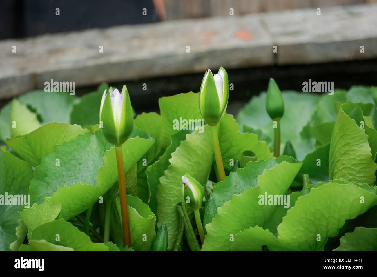 Over 700 varieties of lotus flowers bloom at the 2026 Shenzhen Lotus ...
