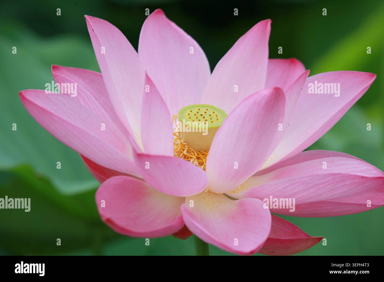 Visitors take photos of lotus blossoms at Mochou Lake Park in Nanjing ...