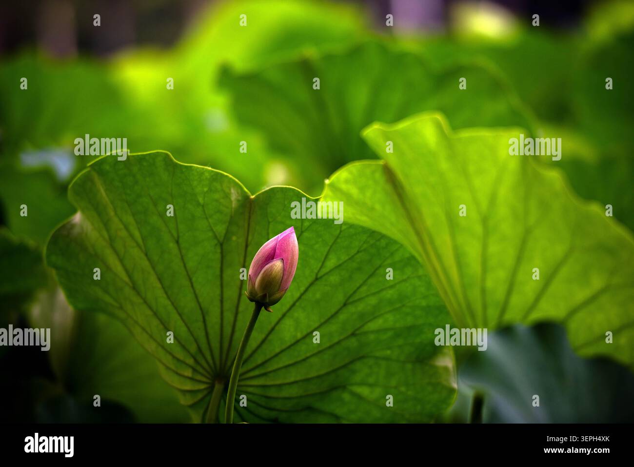 Lotus flowers bloom at Chuxiu Park in Huai'an City, east China's ...