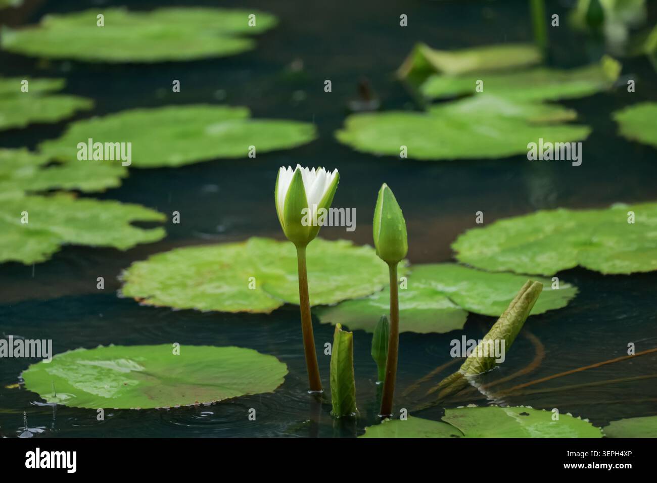 Over 700 varieties of lotus flowers bloom at the 2026 Shenzhen Lotus ...