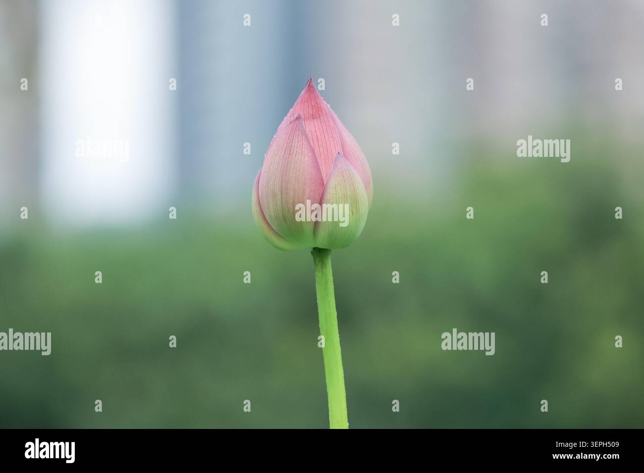 Over 700 varieties of lotus flowers bloom at the 2026 Shenzhen Lotus ...