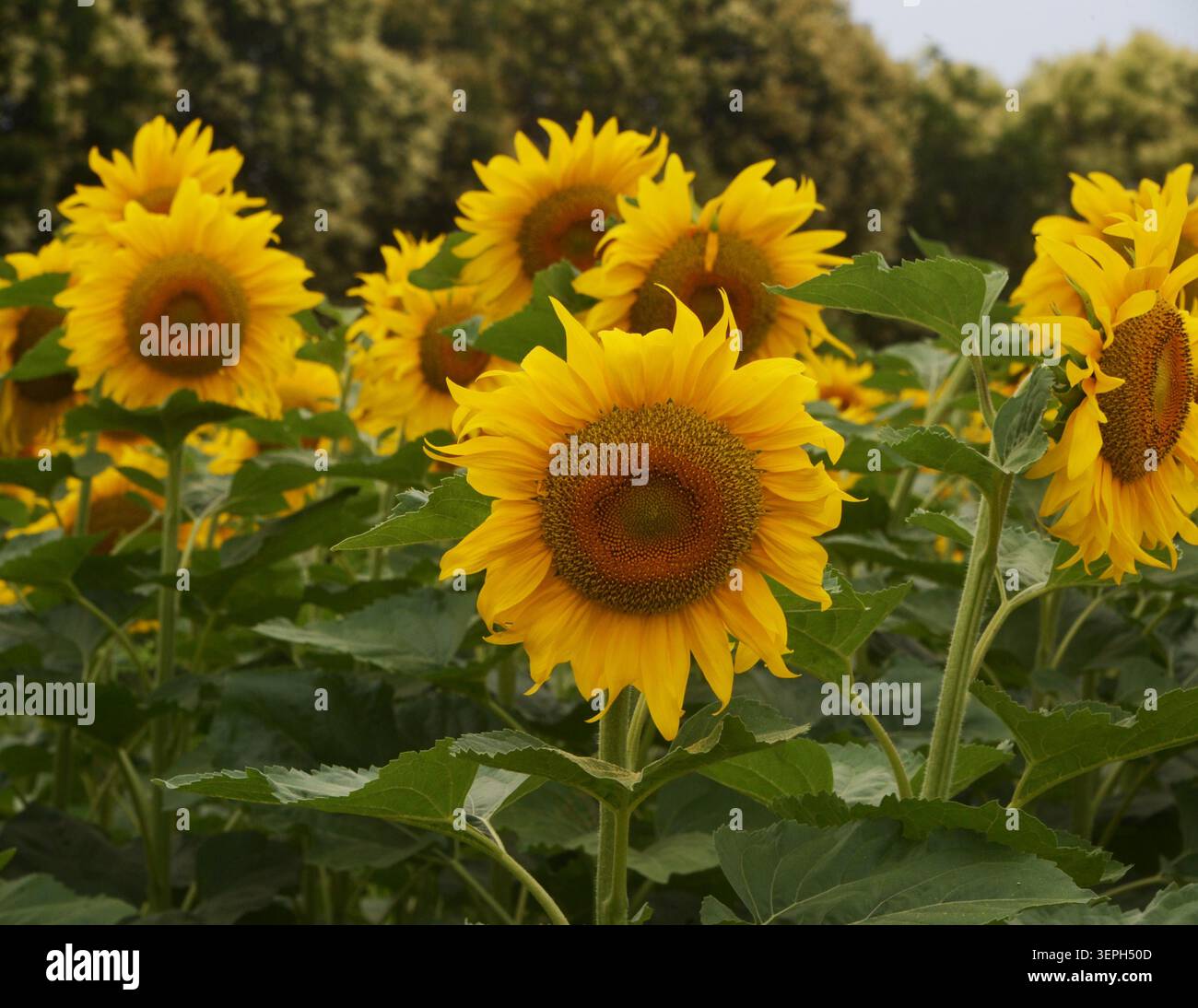 Visitors tour sunflower fields covering 20,000 square meters in ...
