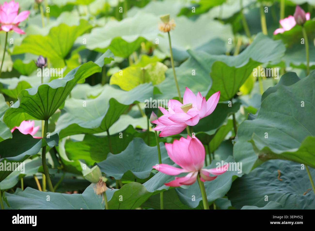 Visitors take photos of lotus blossoms at Mochou Lake Park in Nanjing ...