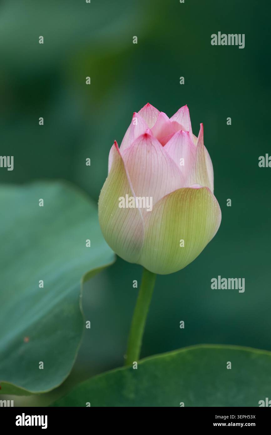 Over 700 varieties of lotus flowers bloom at the 2026 Shenzhen Lotus ...