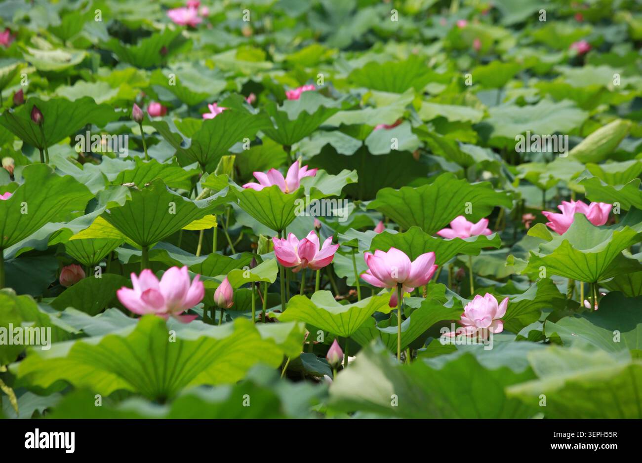 Visitors take photos of lotus blossoms at Mochou Lake Park in Nanjing ...