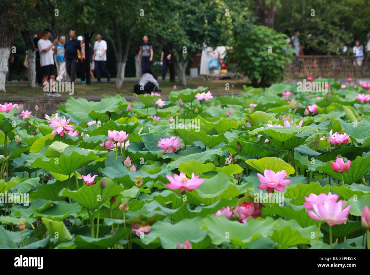 Visitors take photos of lotus blossoms at Mochou Lake Park in Nanjing ...