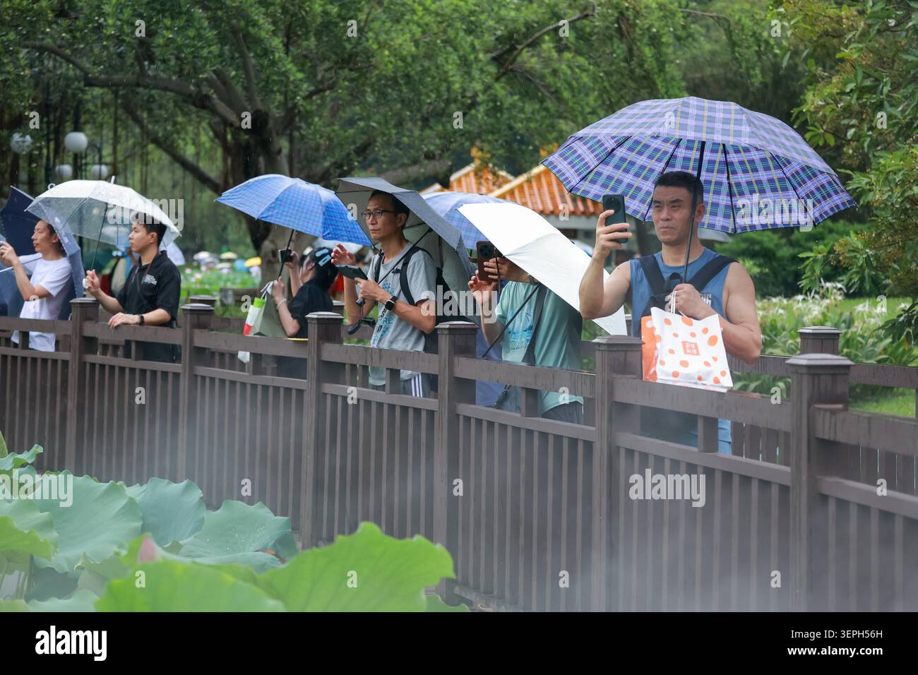 Over 700 varieties of lotus flowers bloom at the 2026 Shenzhen Lotus ...