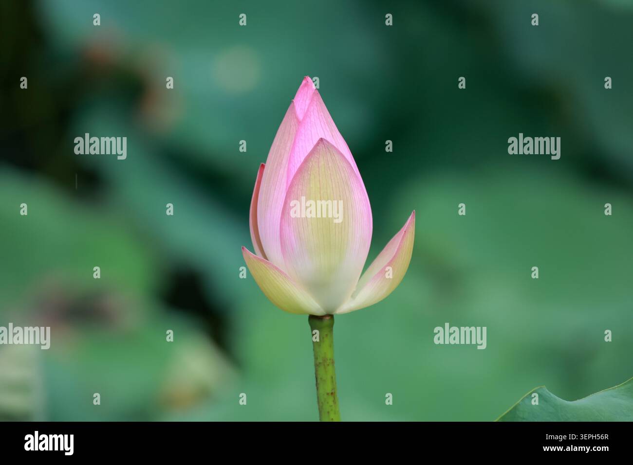 Over 700 varieties of lotus flowers bloom at the 2026 Shenzhen Lotus ...