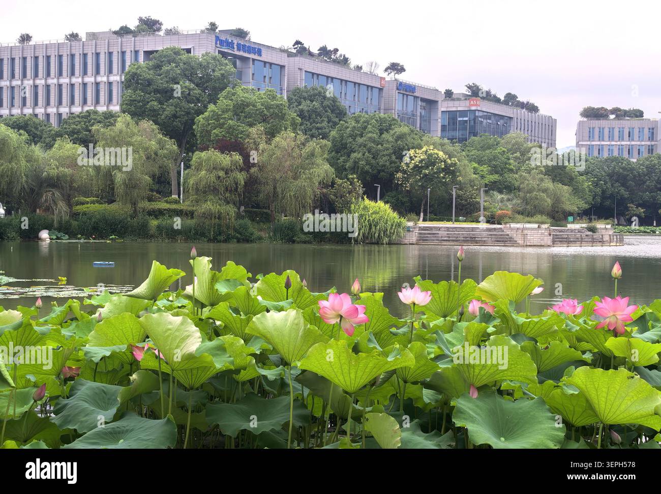 Lotus flowers bloom at Zidong International Creative Park in Nanjing ...